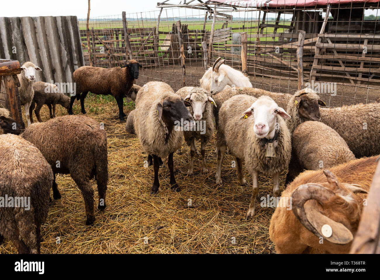 Real Farm Animals Sheep
