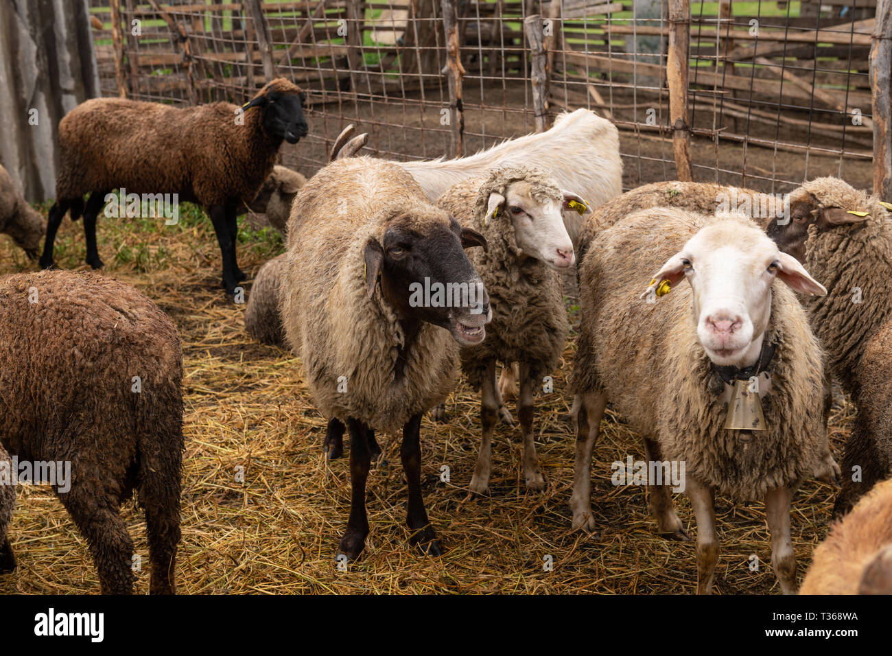 Goats and sheep farm animals in their barn, agriculture industry Stock ...
