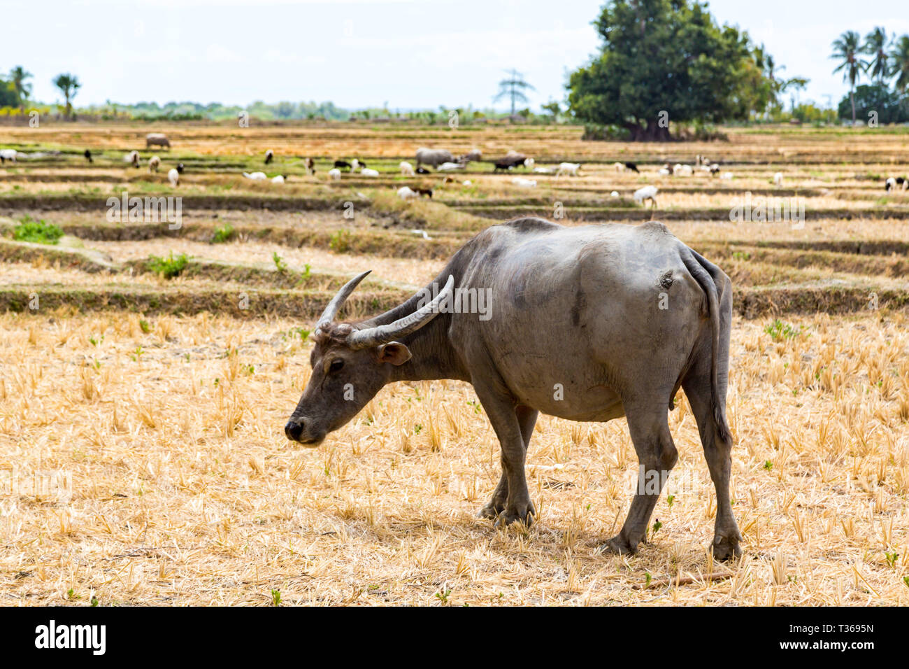 Village life in rural hi-res stock photography and images - Alamy