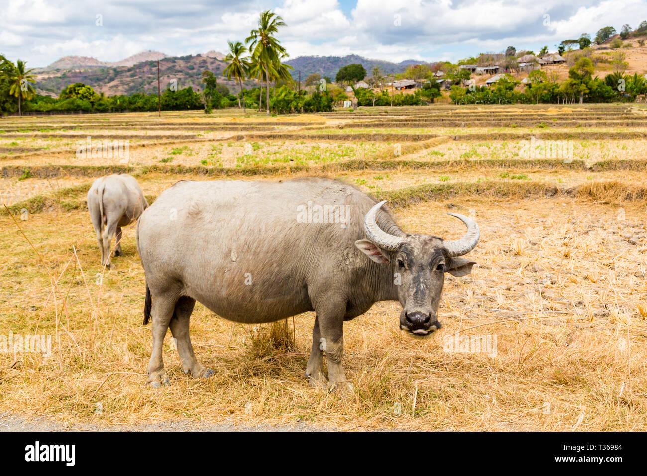 Timor leste landscape hi-res stock photography and images - Alamy