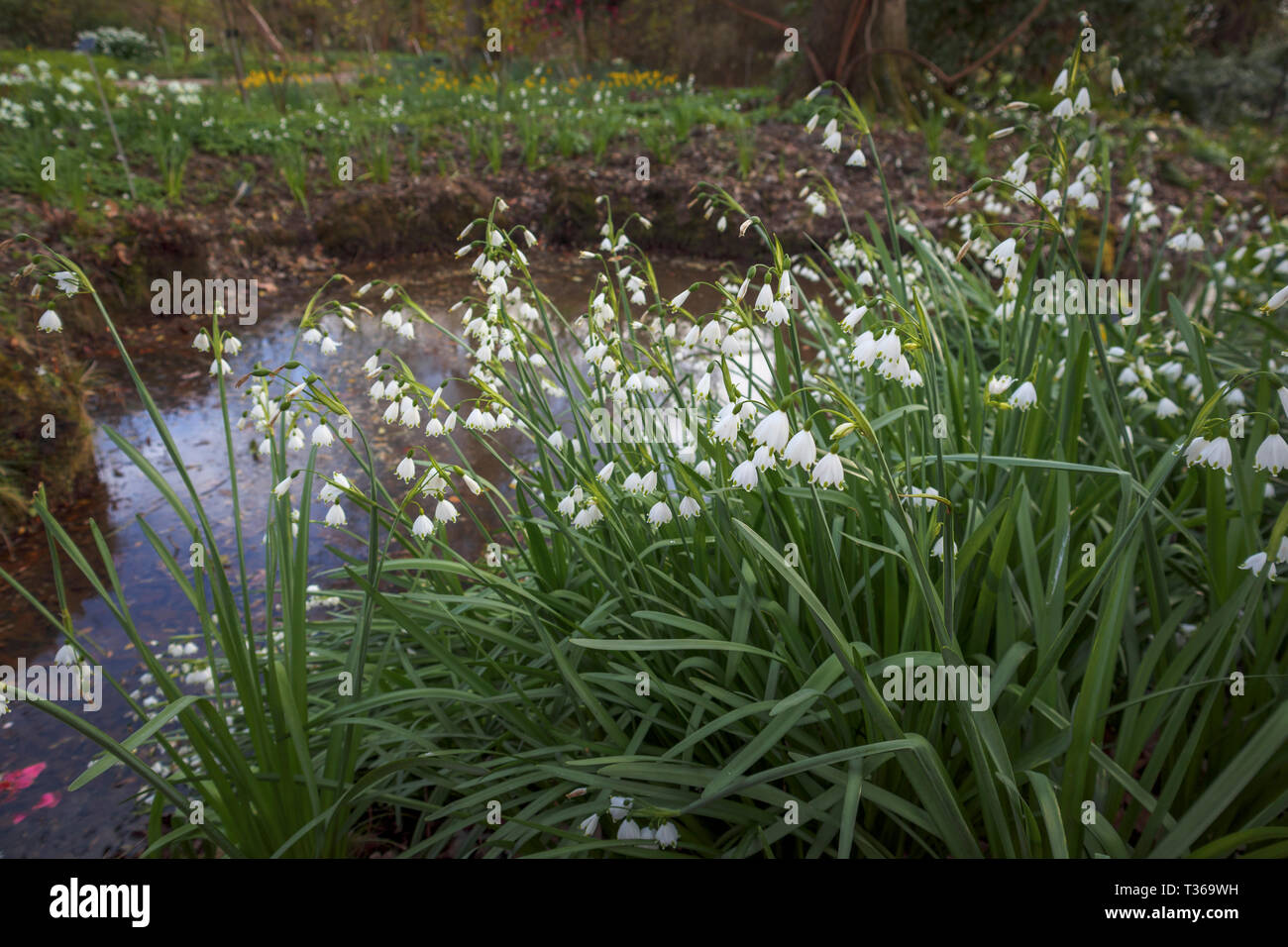 Leucojum aestivum (summer snowflake or Loddon lily) flowering in spring ...