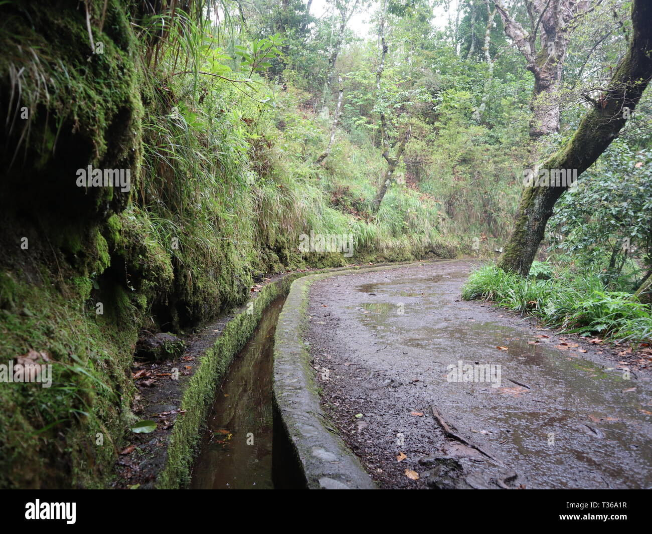 Levada walk in Madeira Islands, Portugal Stock Photo - Alamy