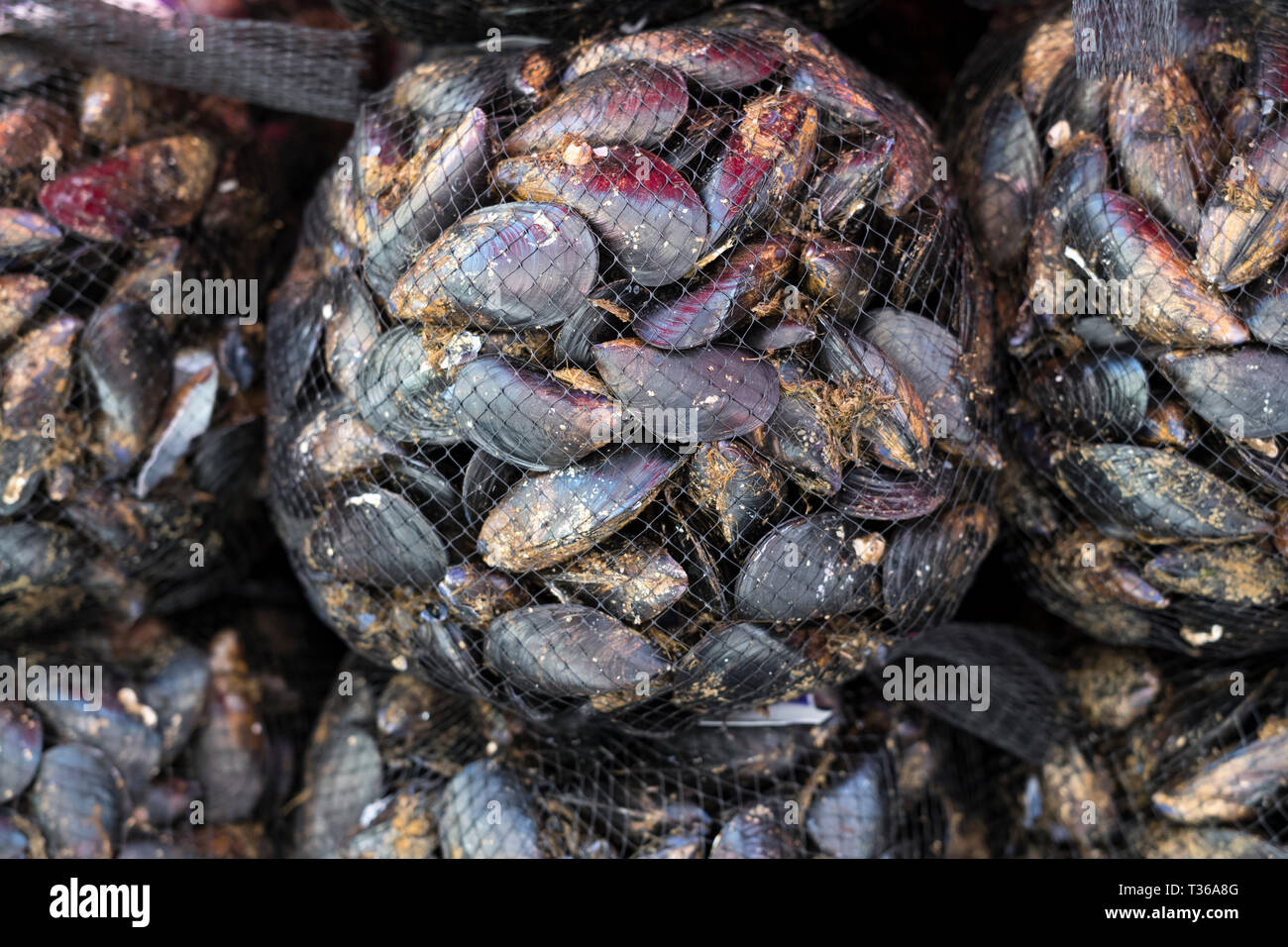 Local live mussels on display for sale on market stall at old street ...