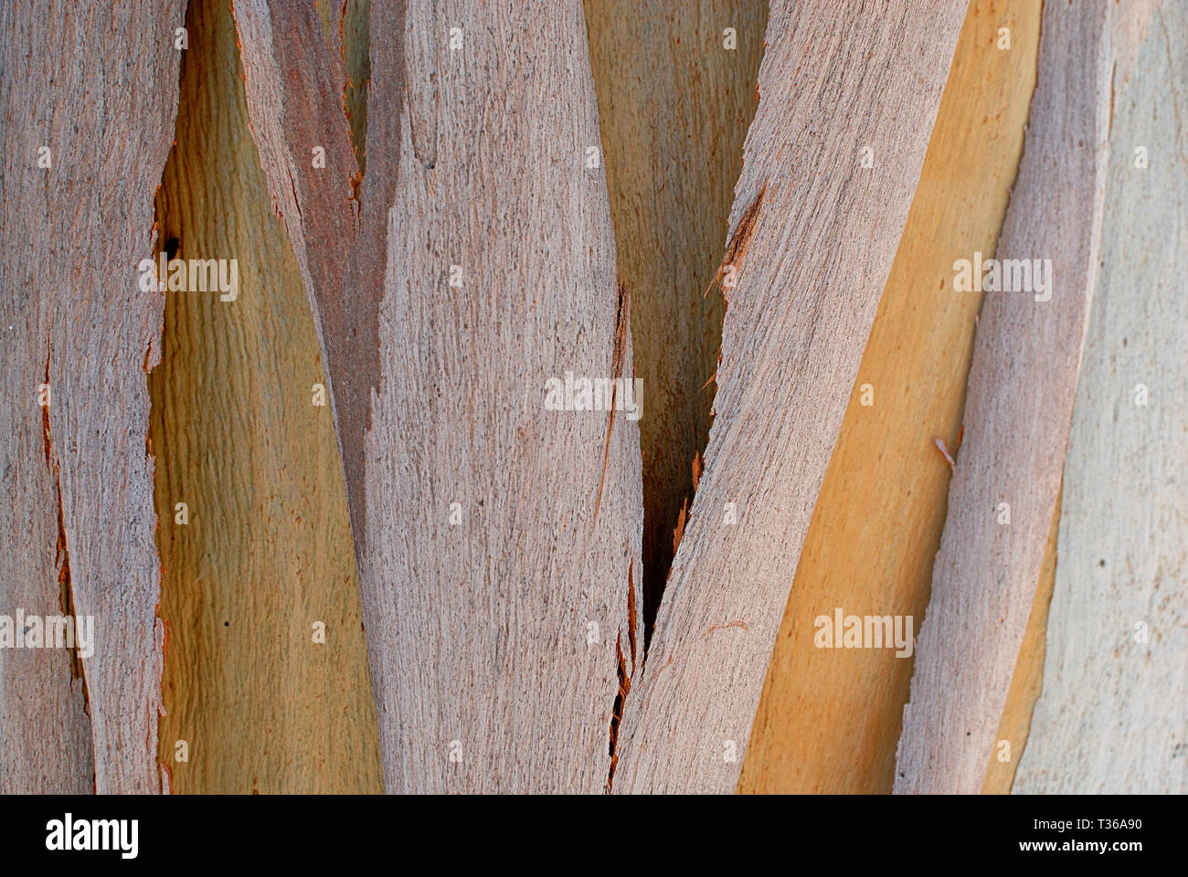 Close up of some curling bark on a the trunk of a eucalyptus tree Stock ...