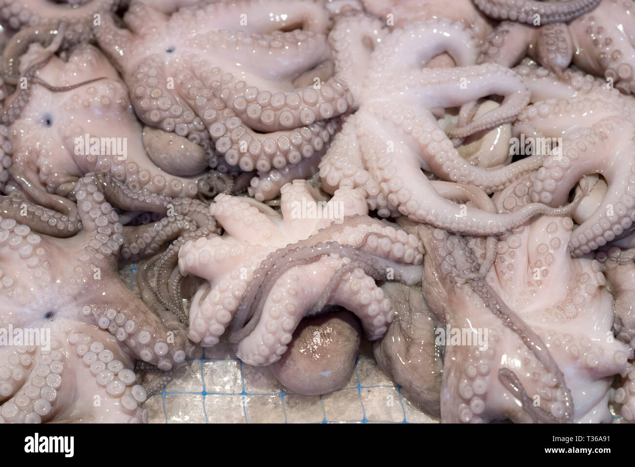 Octopus - Polpo - seafood on display for sale on market stall at old ...