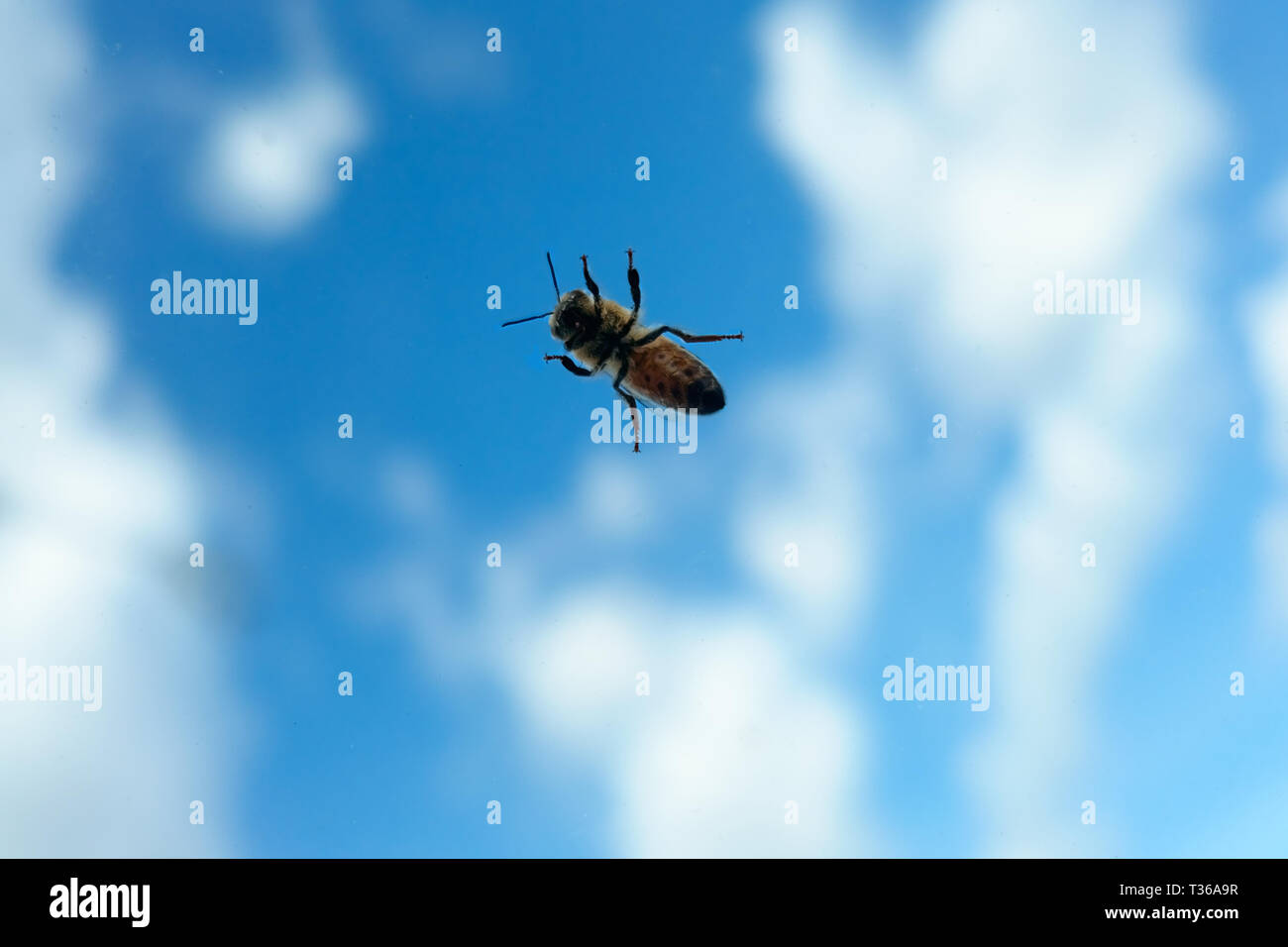 The underside of a bee sitting on a windshield Stock Photo - Alamy