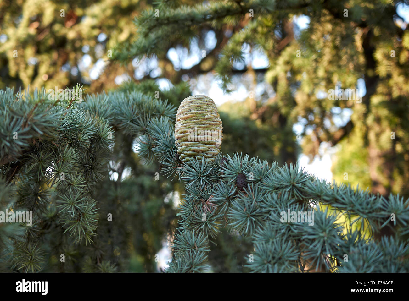 Cedrus atlantica cone hi-res stock photography and images - Alamy