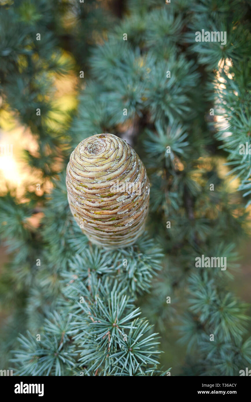 Cedrus atlantica cone hi-res stock photography and images - Alamy