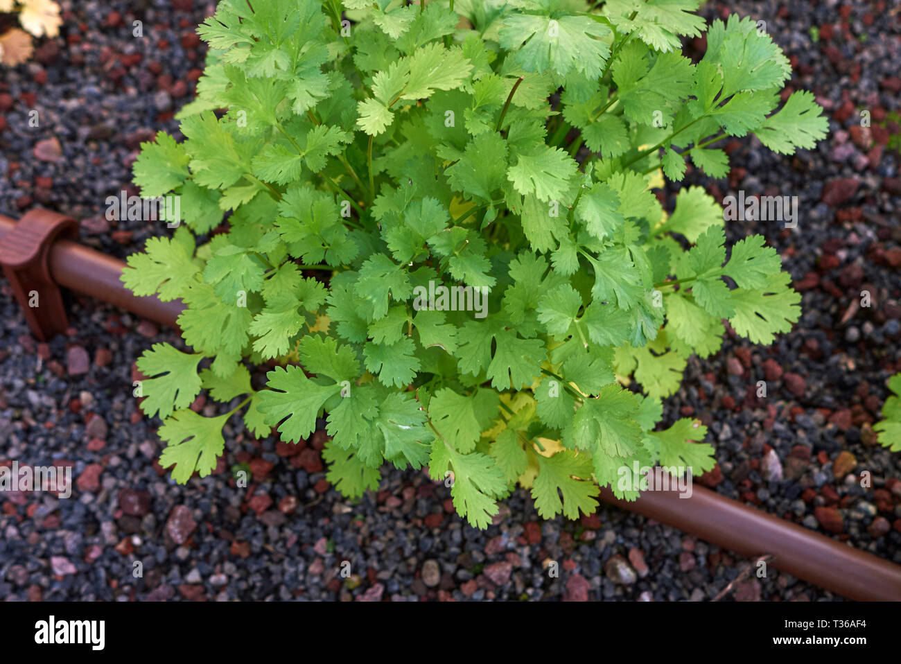 Coriandrum Sativum High Resolution Stock Photography and Images - Alamy