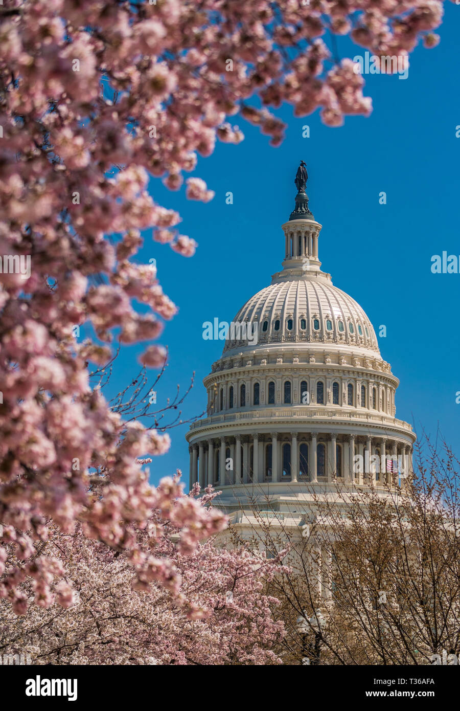 Washington dc us capitol building cherry blossoms hi-res stock ...