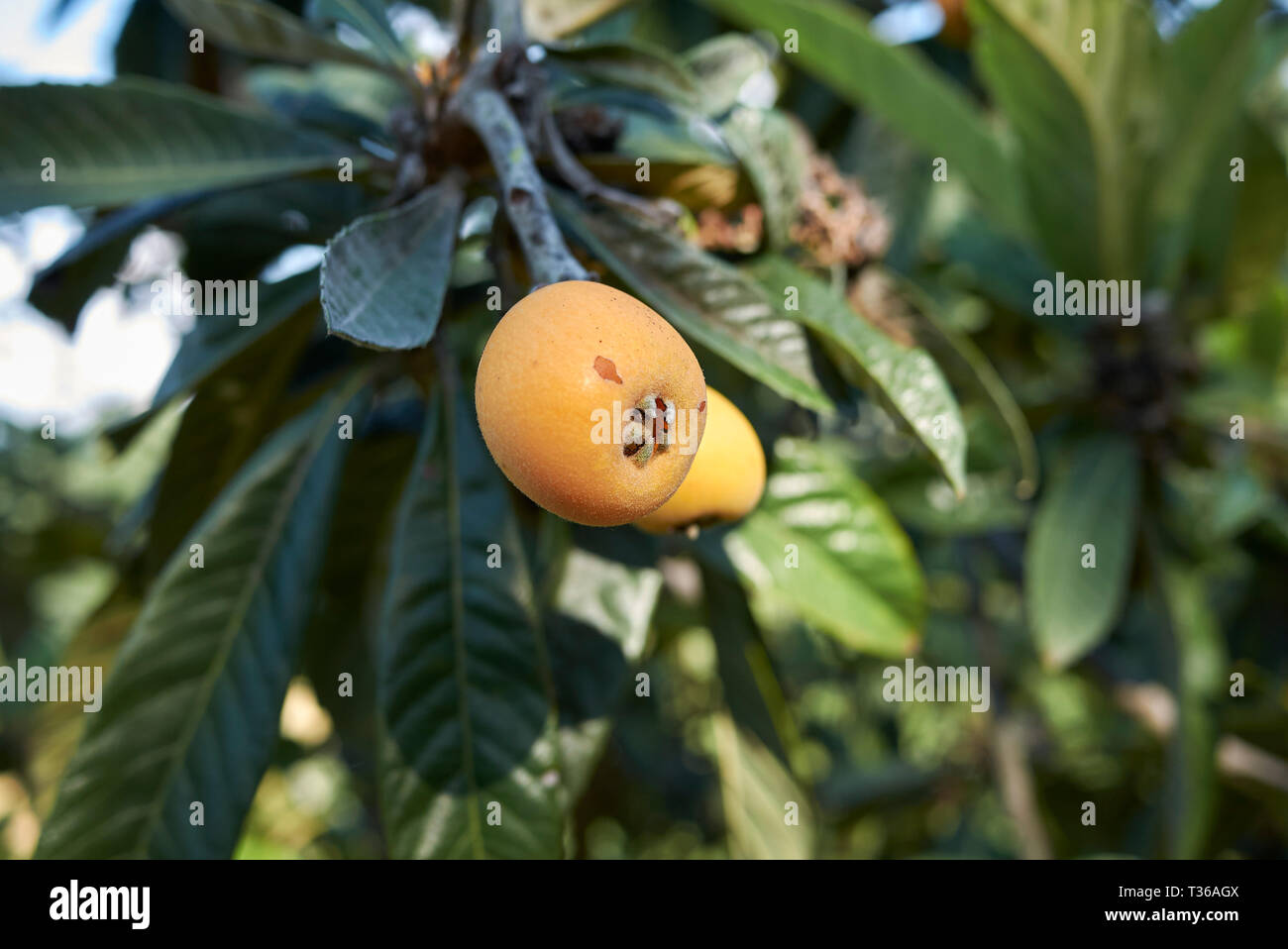 Eryobotria japonica, medlar fruit Stock Photo - Alamy