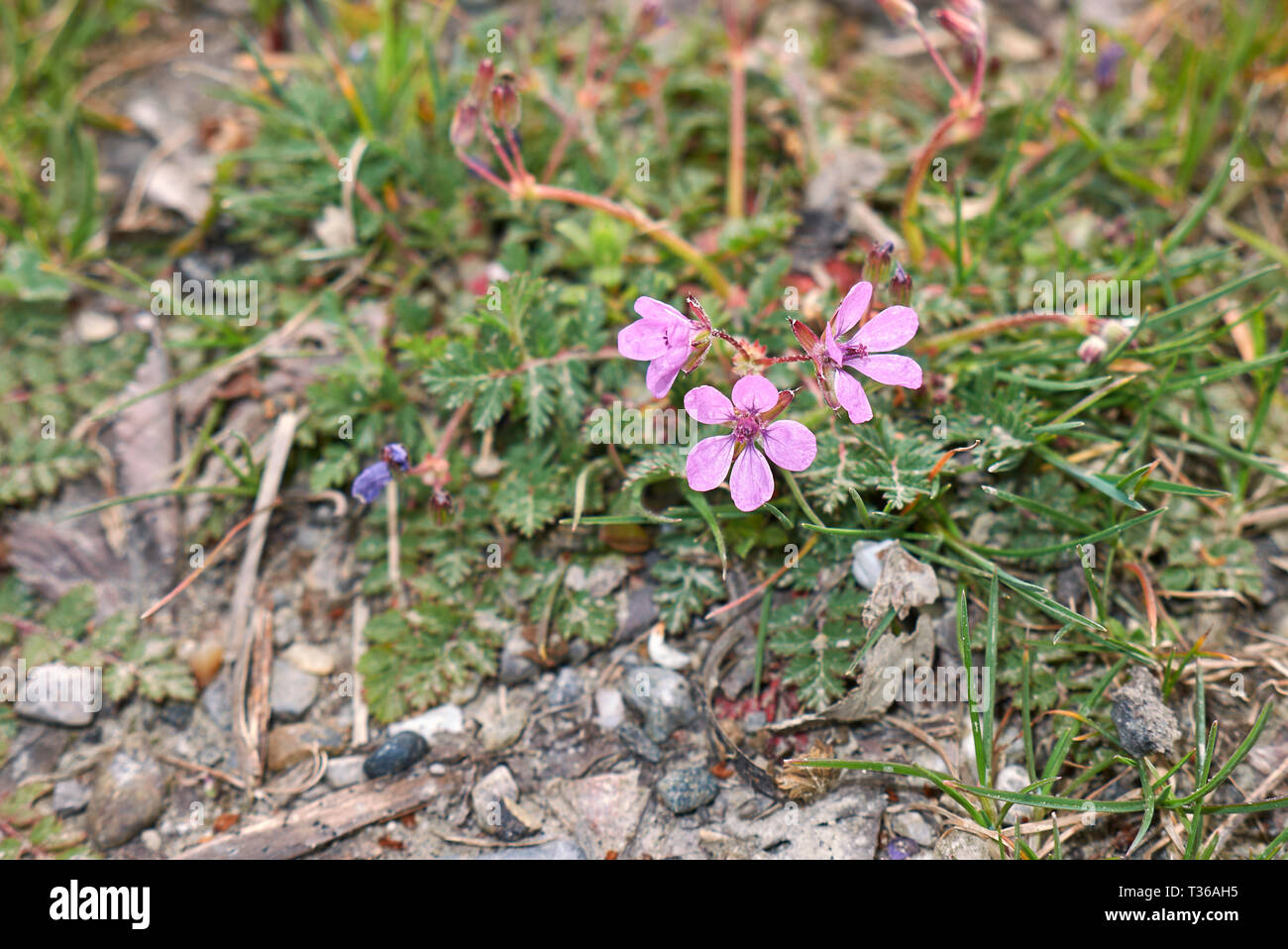 Erodium cicutarium close up Stock Photo - Alamy