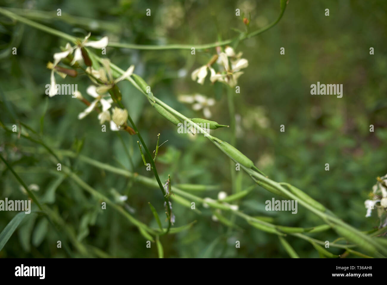 Eruca vesicaria in bloom Stock Photo - Alamy