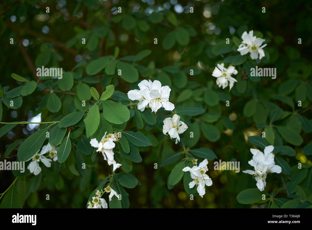 White flowers exochorda racemosa pearlbush hi-res stock photography and ...