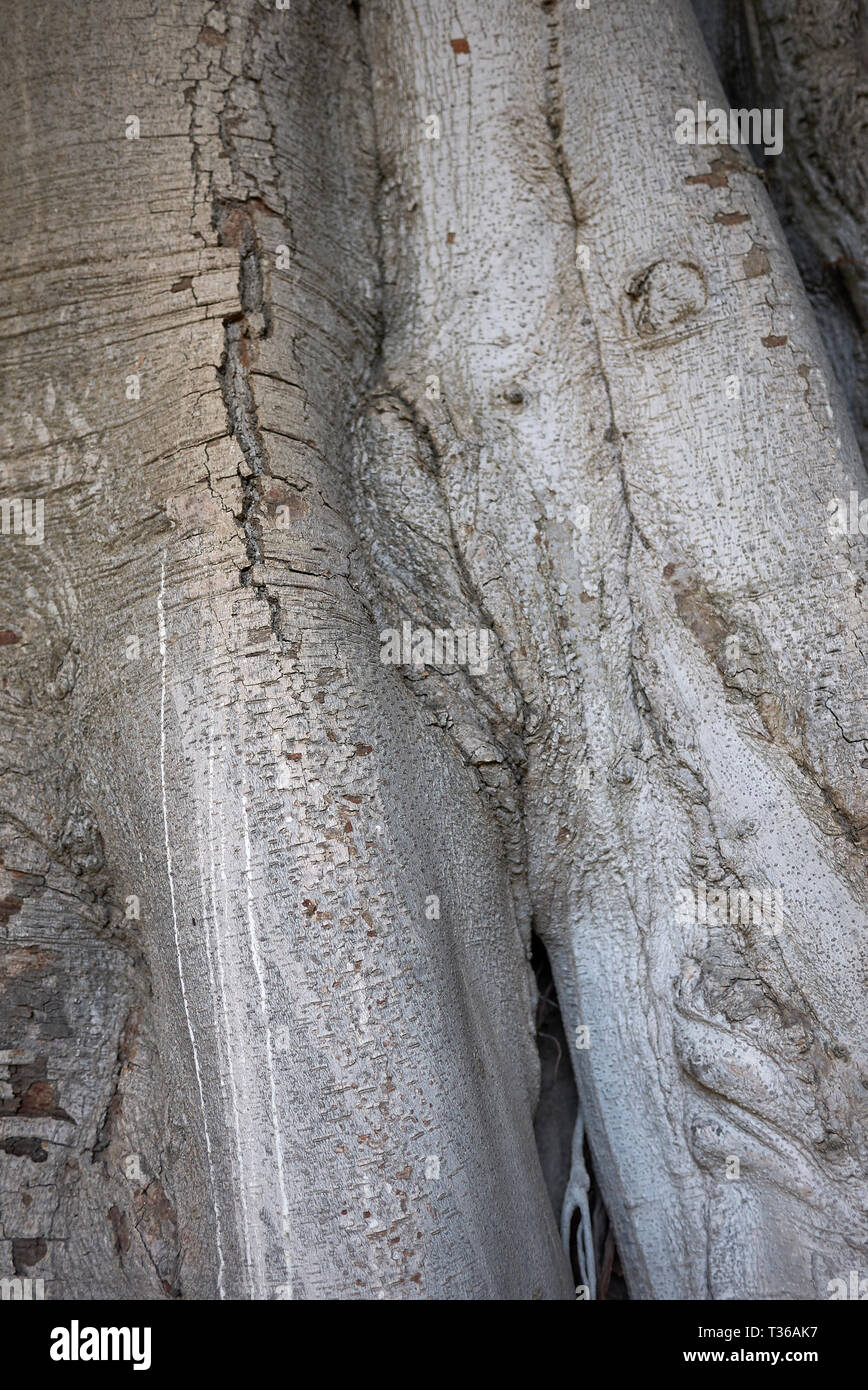 Ficus macrophylla trunk close up Stock Photo - Alamy