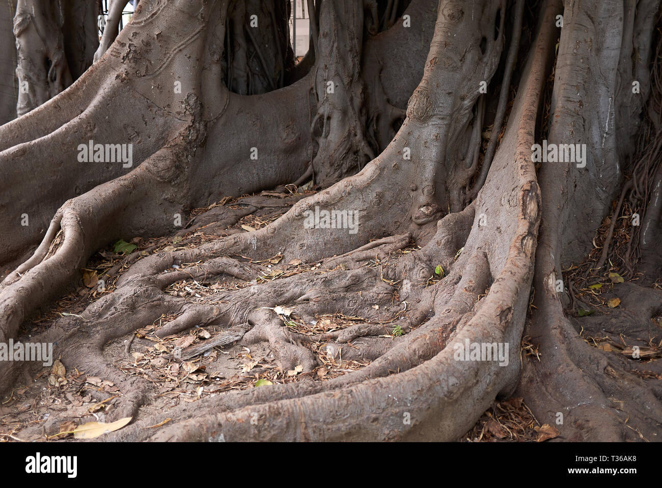 Ficus macrophylla trunk close up Stock Photo - Alamy