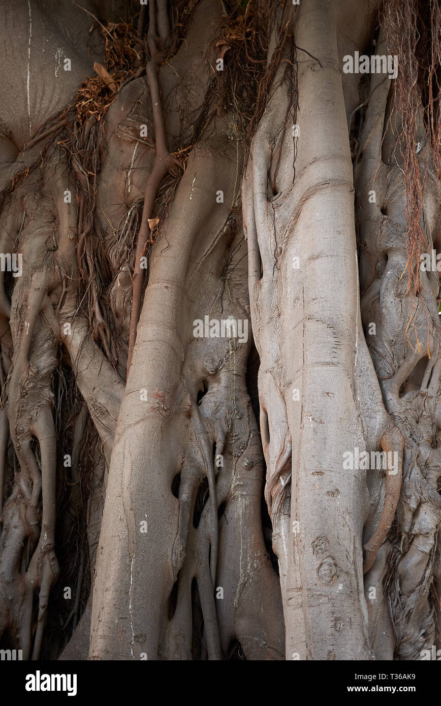 Ficus macrophylla trunk close up Stock Photo - Alamy