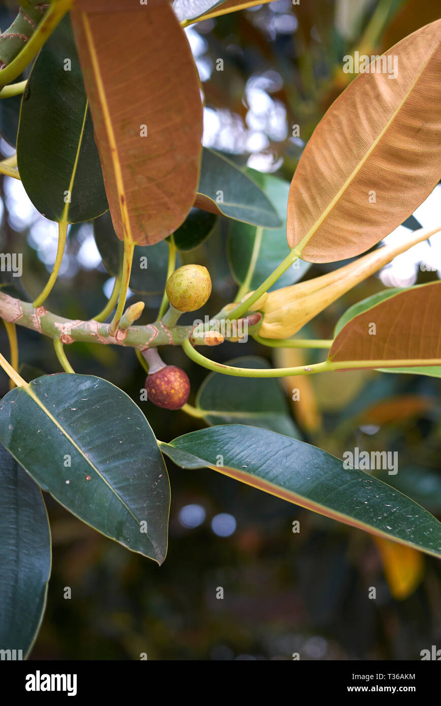 Ficus macrophylla branch close up Stock Photo - Alamy