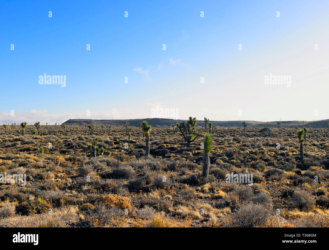 Southern nevada desert hi-res stock photography and images - Alamy
