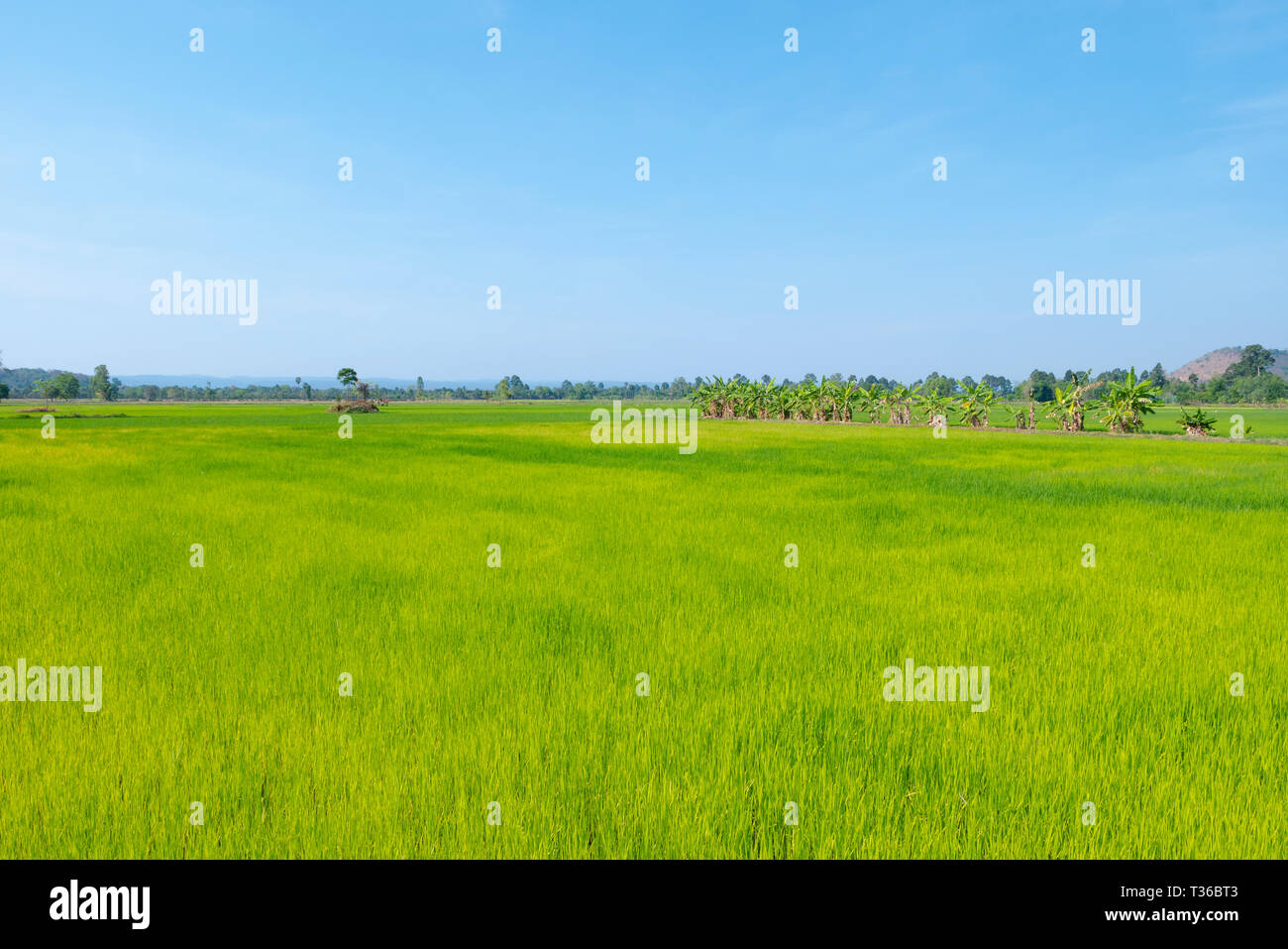 Landscape green rice fields and blue sky with sunlight. Paddies growing ...