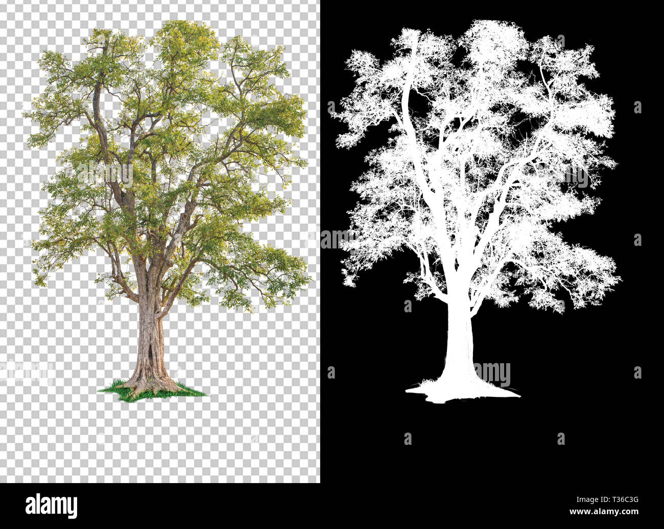 single tree on transparent picture background with clipping path ...