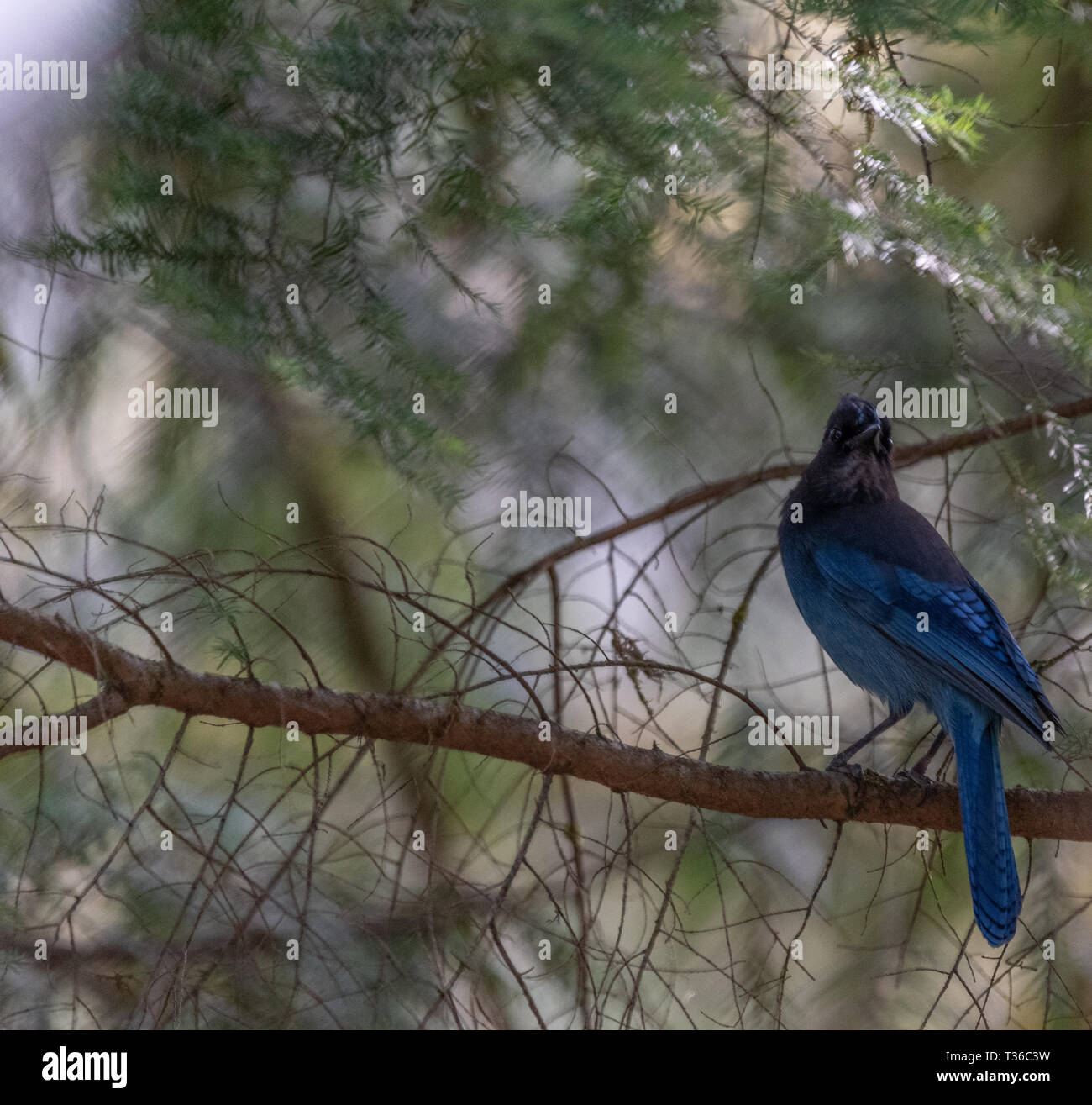 Stellers jay in the forest hi-res stock photography and images - Alamy