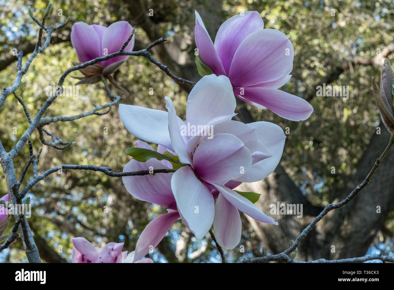 Magnolia park california hi-res stock photography and images - Alamy