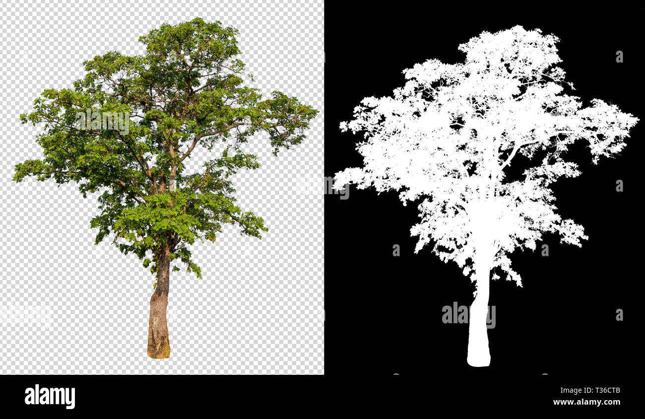single tree on transparent picture background with clipping path ...