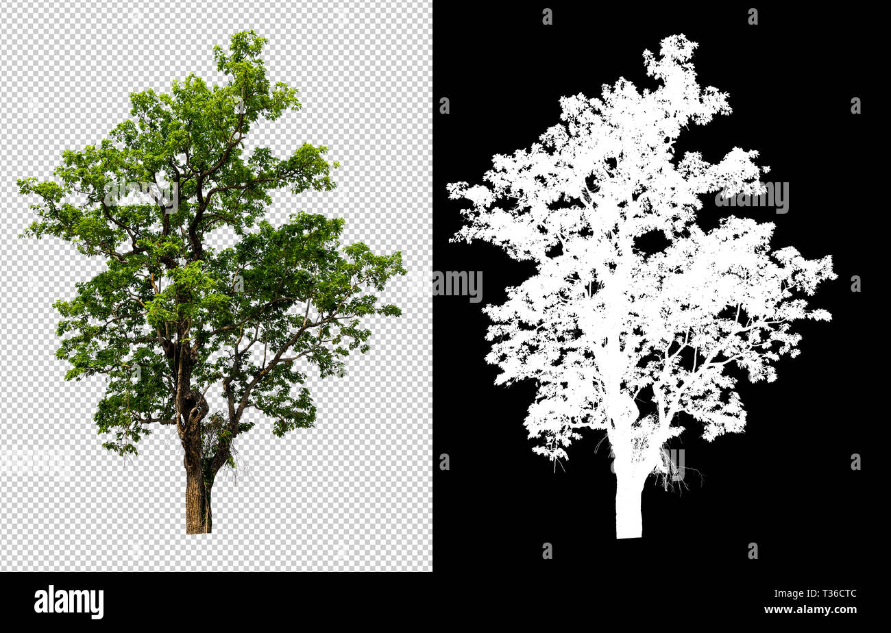 single tree on transparent picture background with clipping path ...