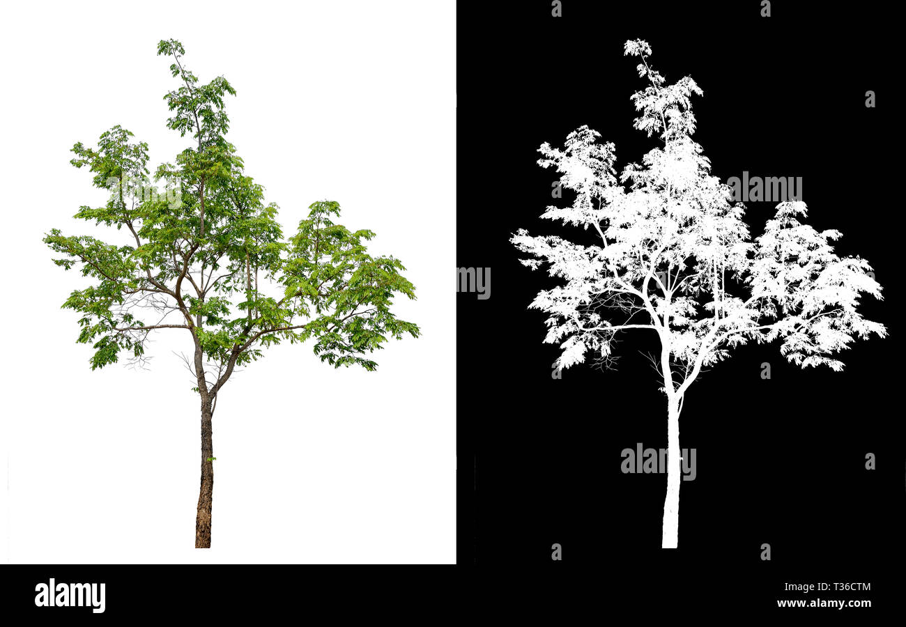 isolated tree on white background with alpha channel Stock Photo - Alamy