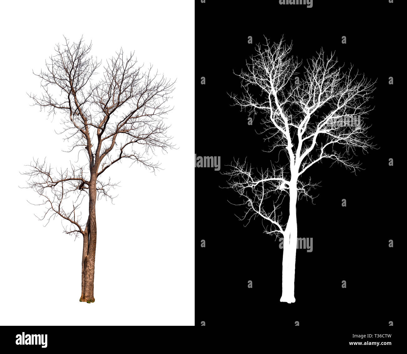 isolated tree on white background with alpha channel Stock Photo - Alamy