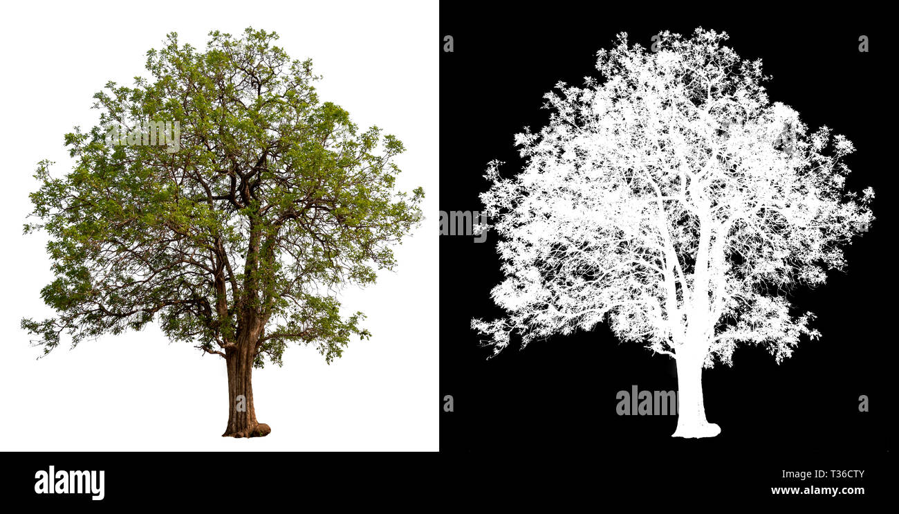 isolated tree on white background with alpha channel Stock Photo - Alamy
