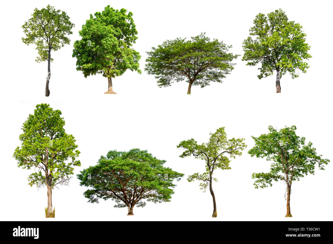 isolated tree collection on white background Stock Photo - Alamy