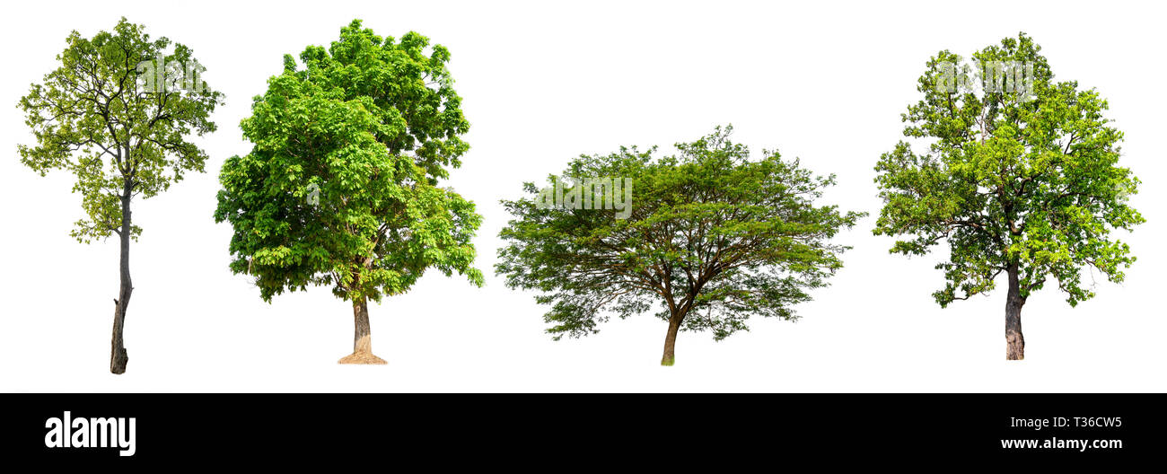 isolated tree collection on white background Stock Photo - Alamy