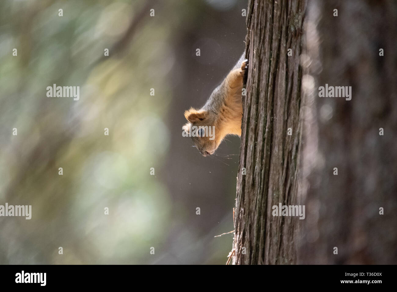 Inquisitive squirrel in tree looking around Stock Photo - Alamy