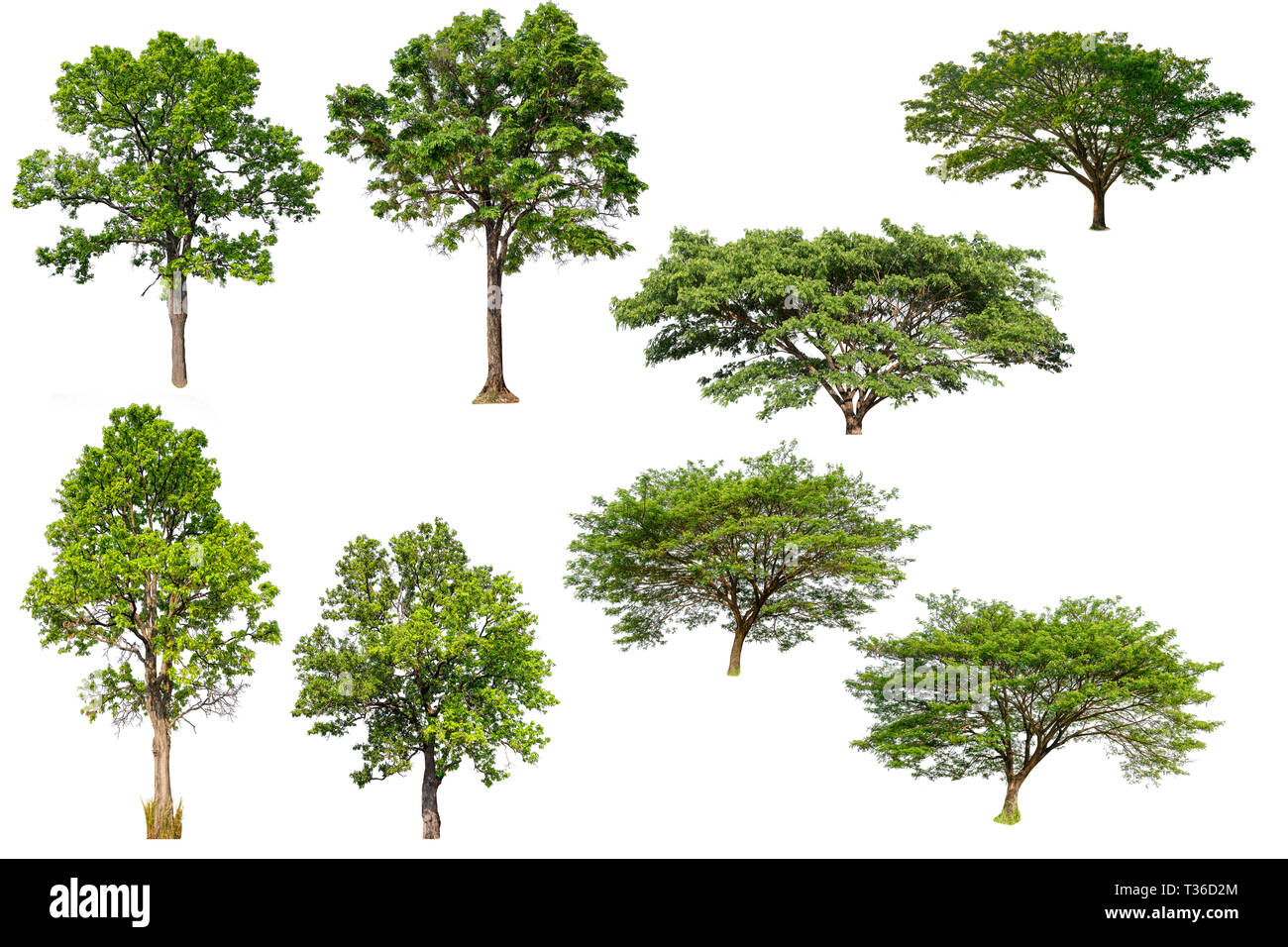 isolated tree collection on white background Stock Photo - Alamy
