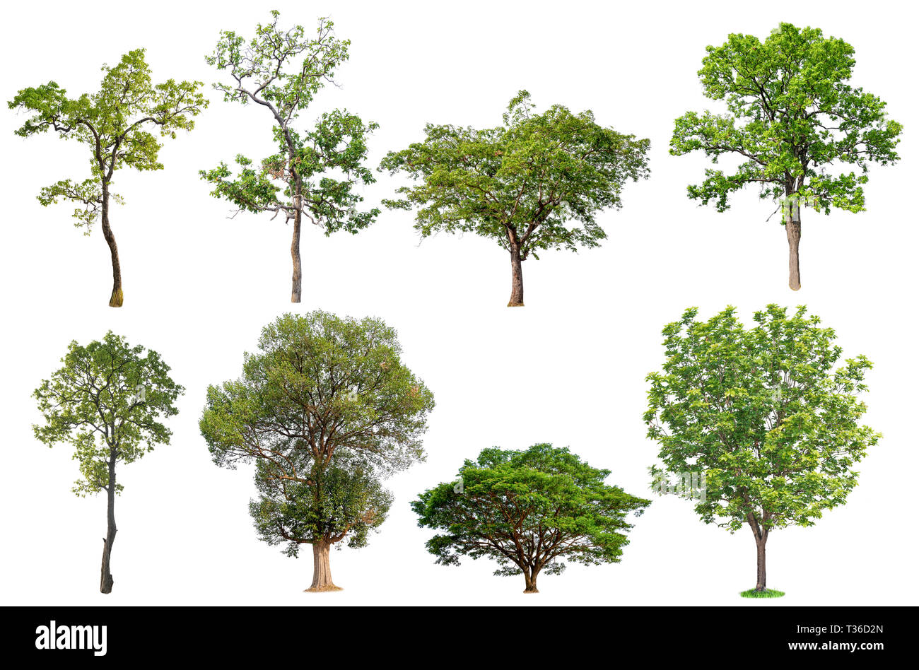 isolated tree collection on white background Stock Photo - Alamy