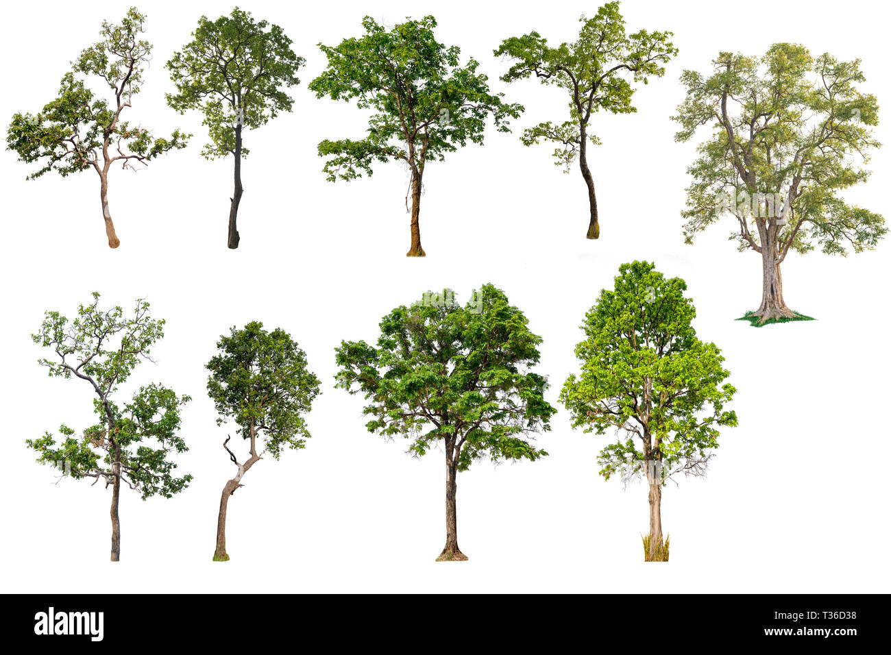 isolated tree collection on white background Stock Photo - Alamy