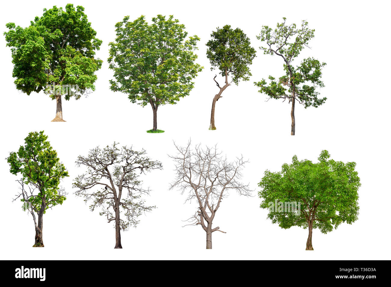 isolated tree collection on white background Stock Photo - Alamy