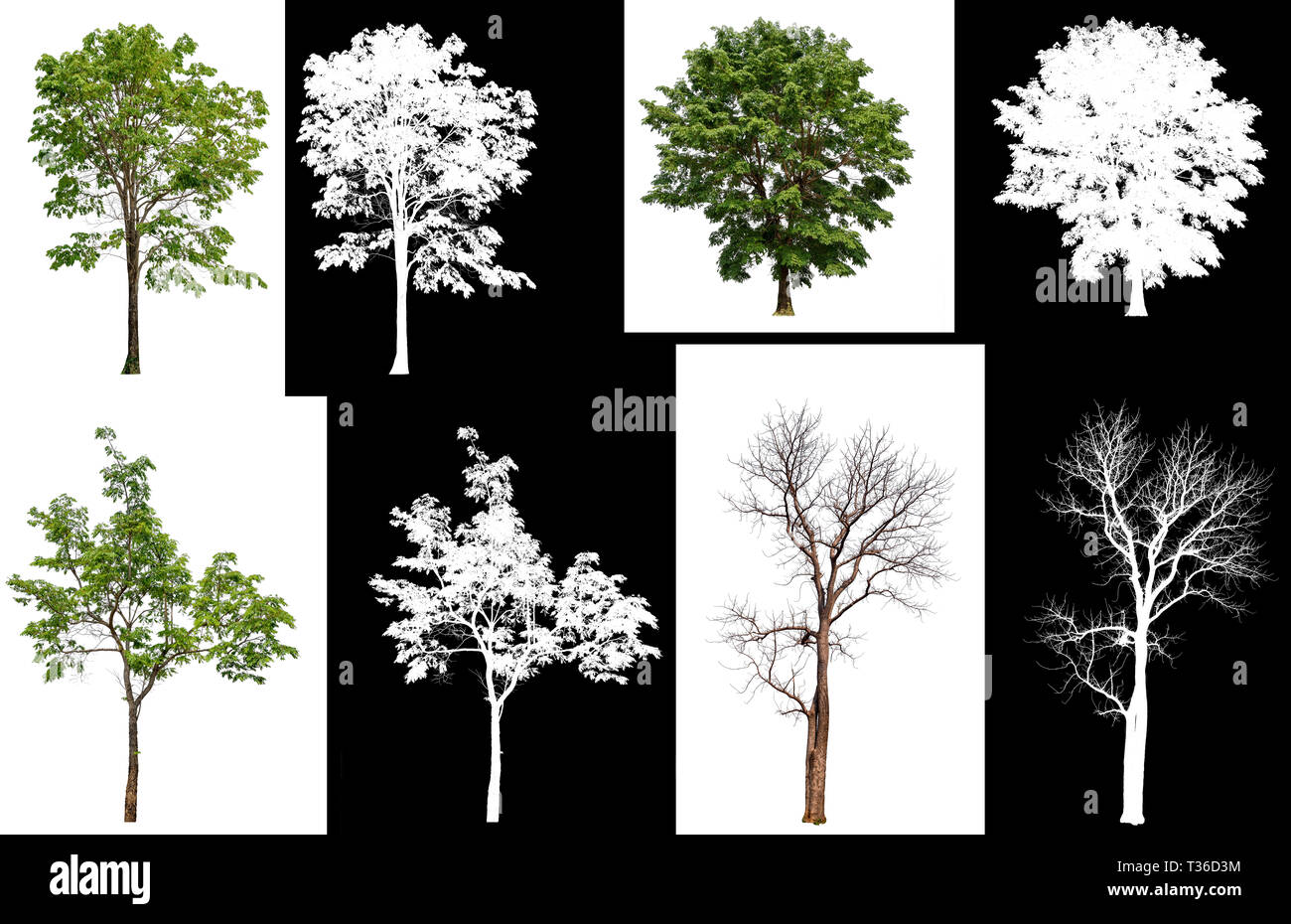 collection isolated tree on white background with alpha channel Stock ...