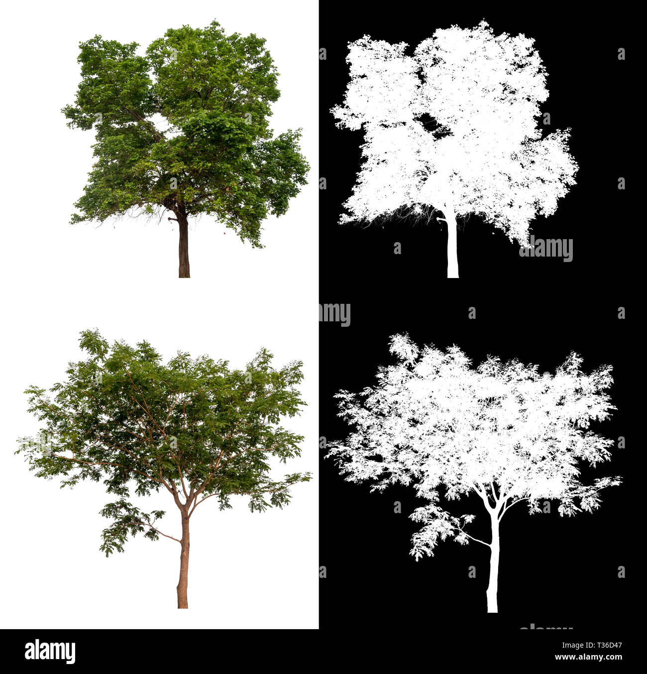 isolated tree on white background with alpha channel Stock Photo - Alamy