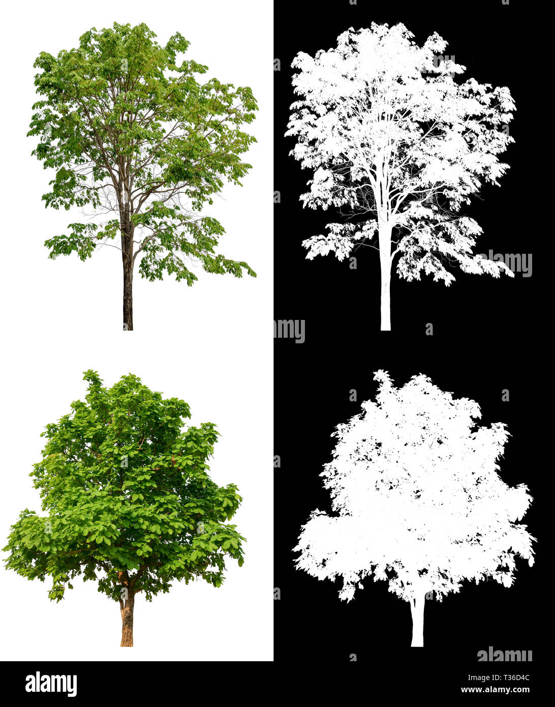 isolated tree on white background with alpha channel Stock Photo - Alamy