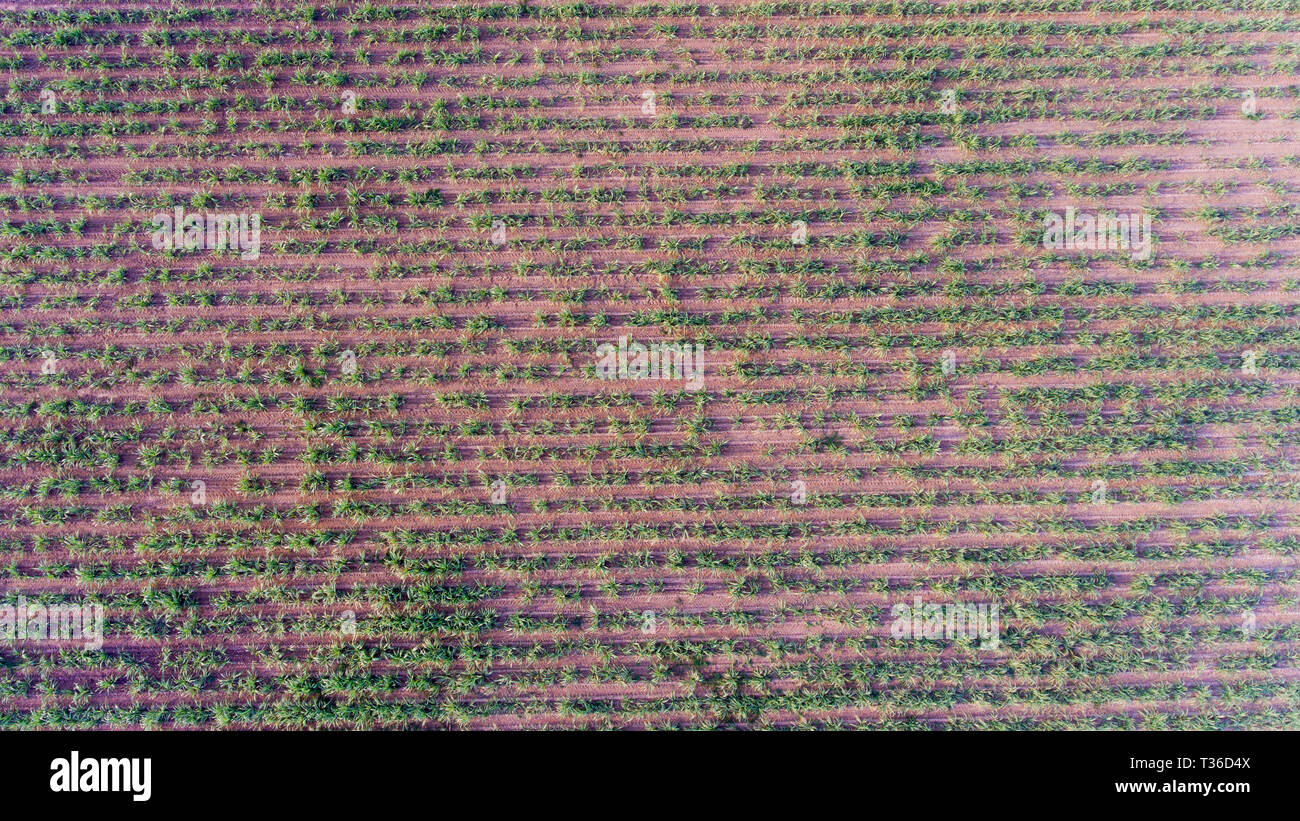 top view of sugar cane field, drone bird eye view of small sugar cane ...