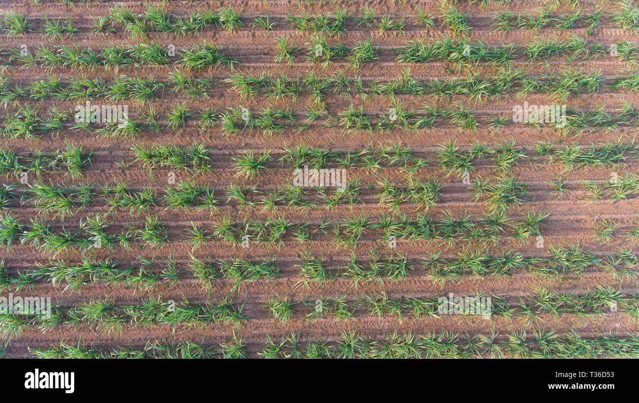 top view of sugar cane field, drone bird eye view of small sugar cane ...