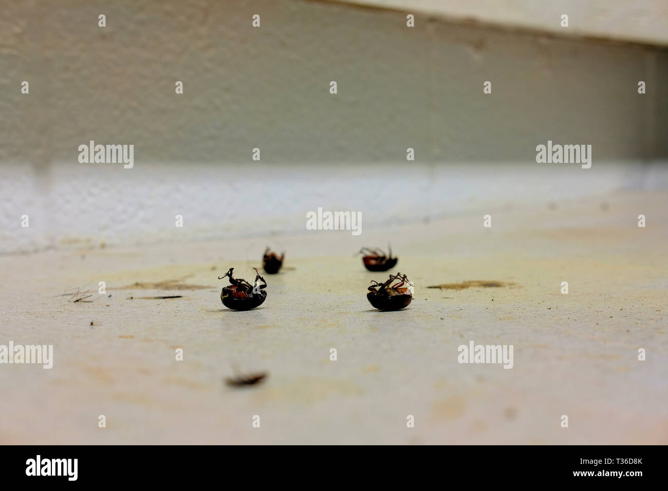Dead June bugs (genus Phyllophaga), also called May beetles or June ...