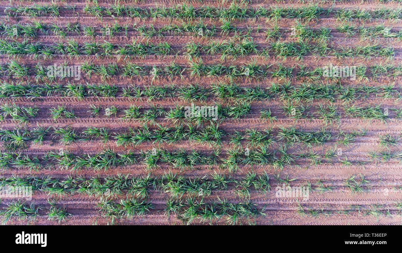 top view of sugar cane field, drone bird eye view of small sugar cane ...