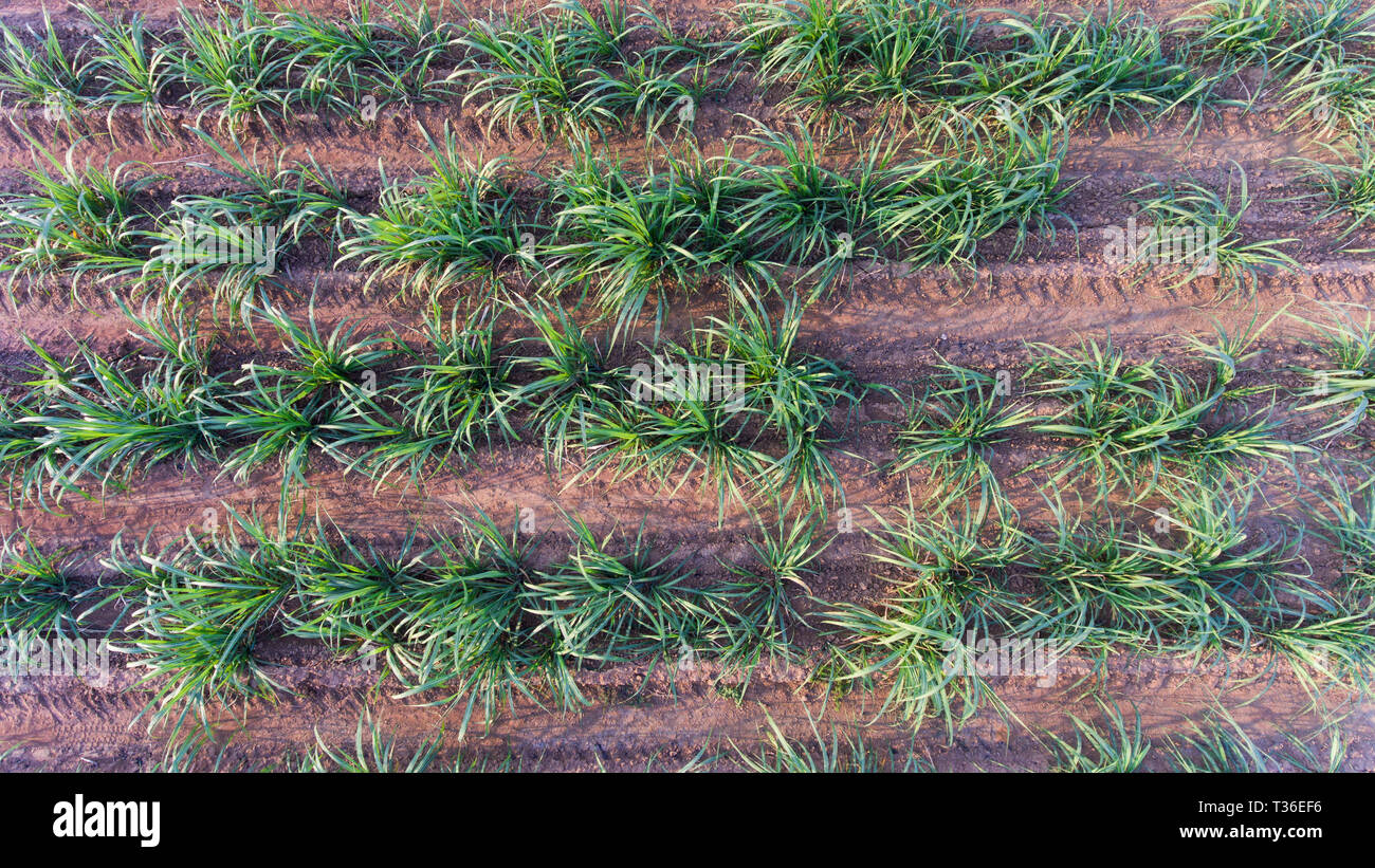 top view of sugar cane field, drone bird eye view of small sugar cane ...