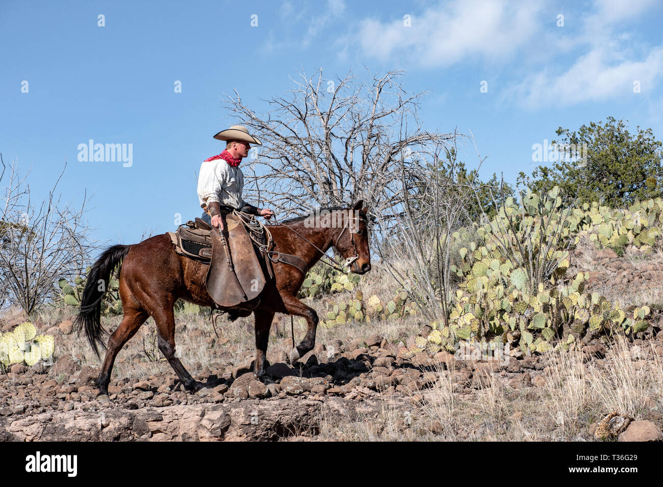 Working cowboy and horse in Arizona desert Stock Photo - Alamy