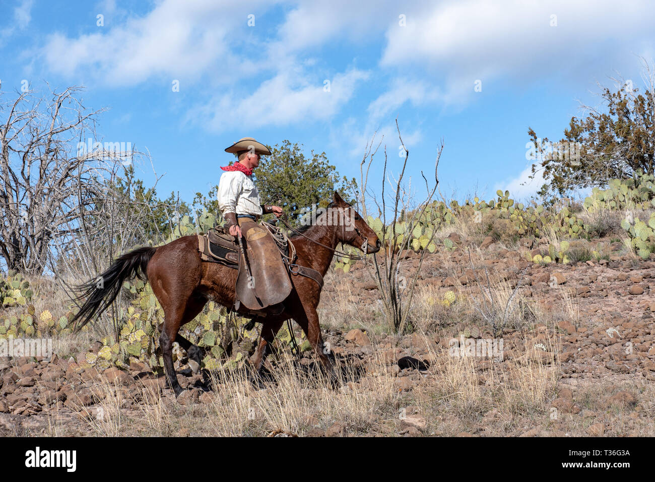 Working cowboy and horse in Arizona desert Stock Photo - Alamy