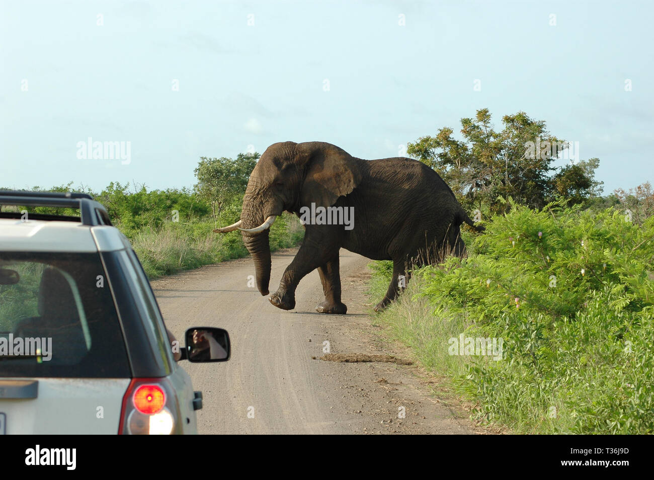 wild animal Kruger park South Africa Stock Photo - Alamy